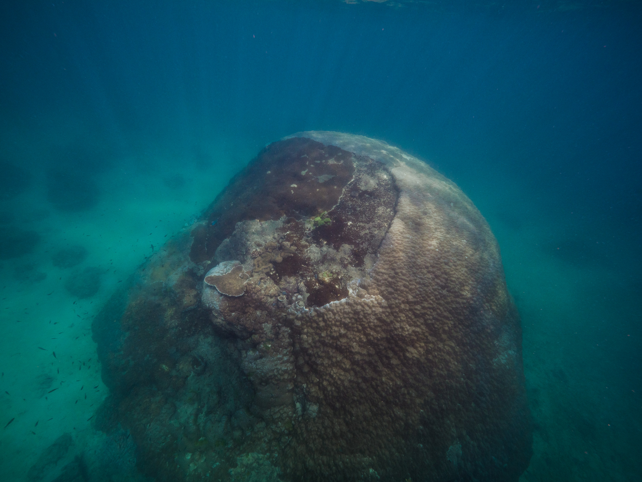 Riesige Koralle im Great Barrier Reef entdeckt - globalmagazin