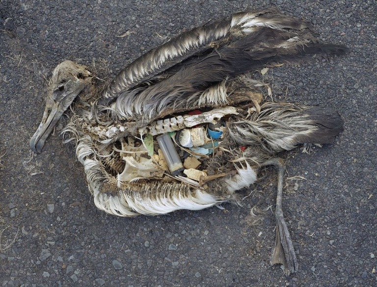 Überraschung im Plastikmüll des Great Pacific Garbage Patch - globalmagazin